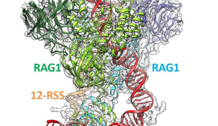 Liao Lab Determines High Resolution Cryo Em Structures Of Synaptic Rag1